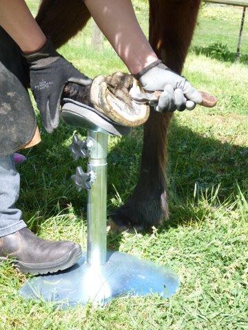 Growing a better hoof - The Barefoot Blacksmith
